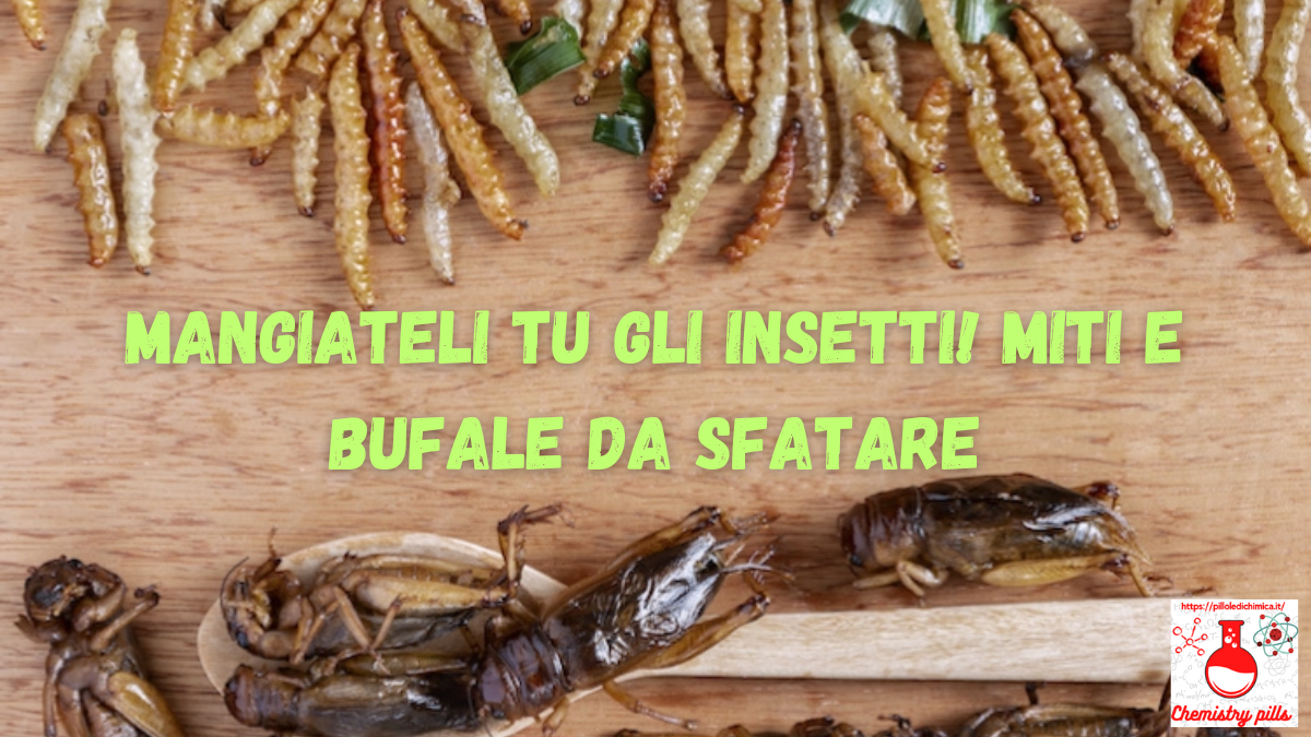 🦗”MANGIATELI TU GLI INSETTI!” MITI E BUFALE DA SFATARE🐛 – Pillole di ...